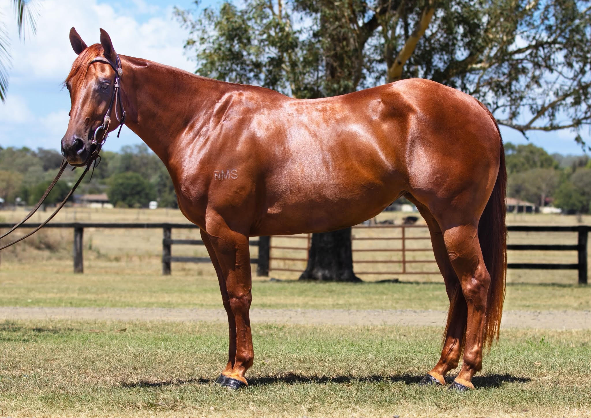 Nutrien Live - Catalogue Lot