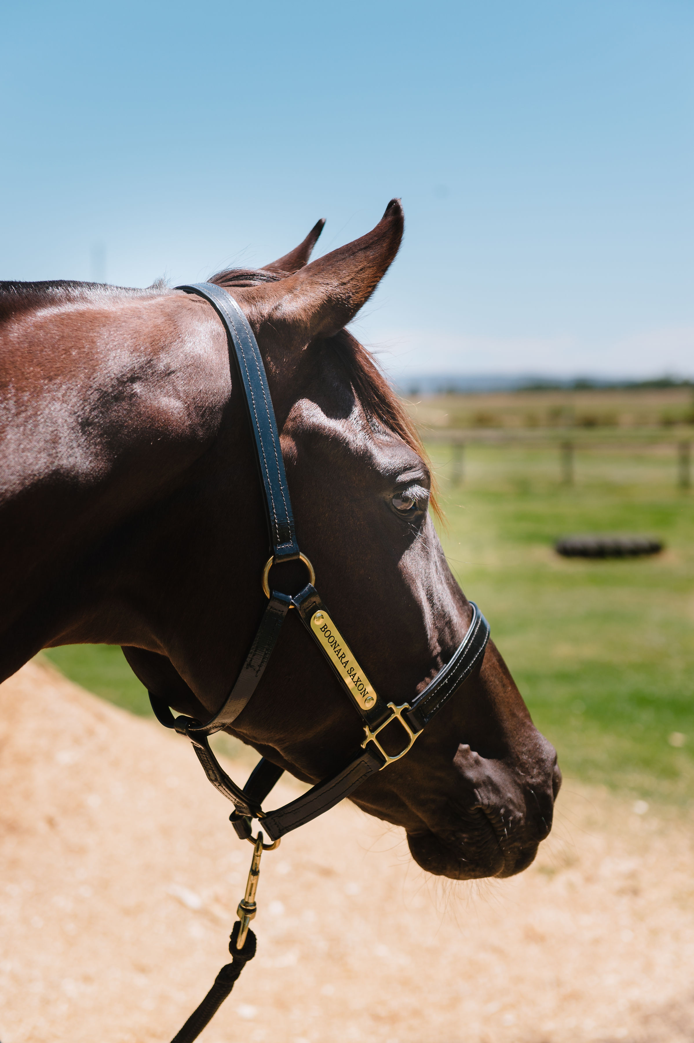 Nutrien Live - Catalogue Lot