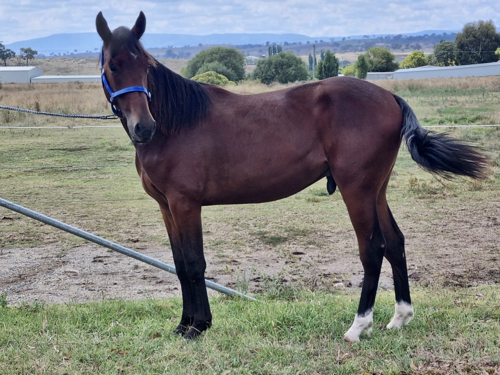 Nutrien Live - Catalogue Lot