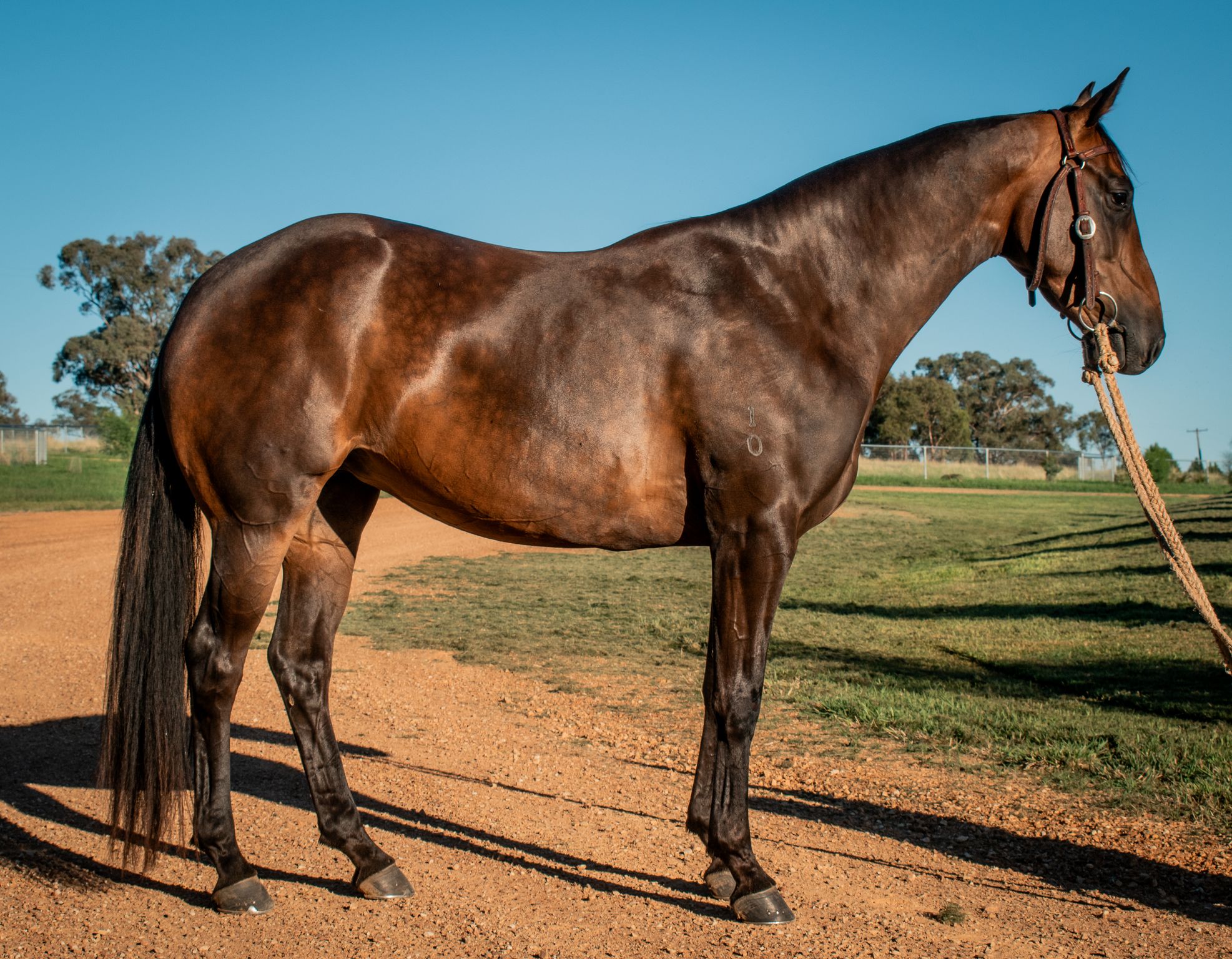 Nutrien Live - Catalogue Lot