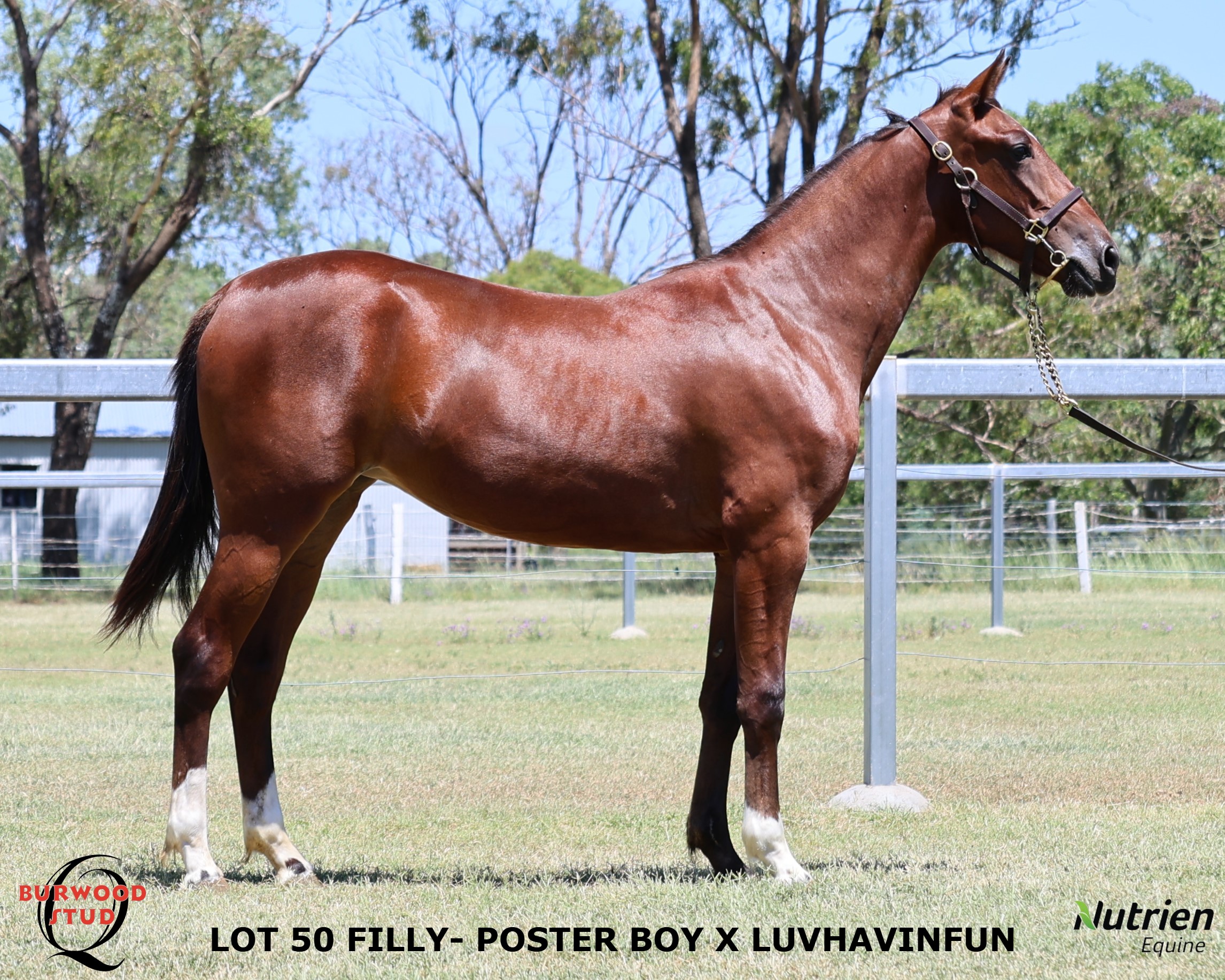 Nutrien Live - Catalogue Lot