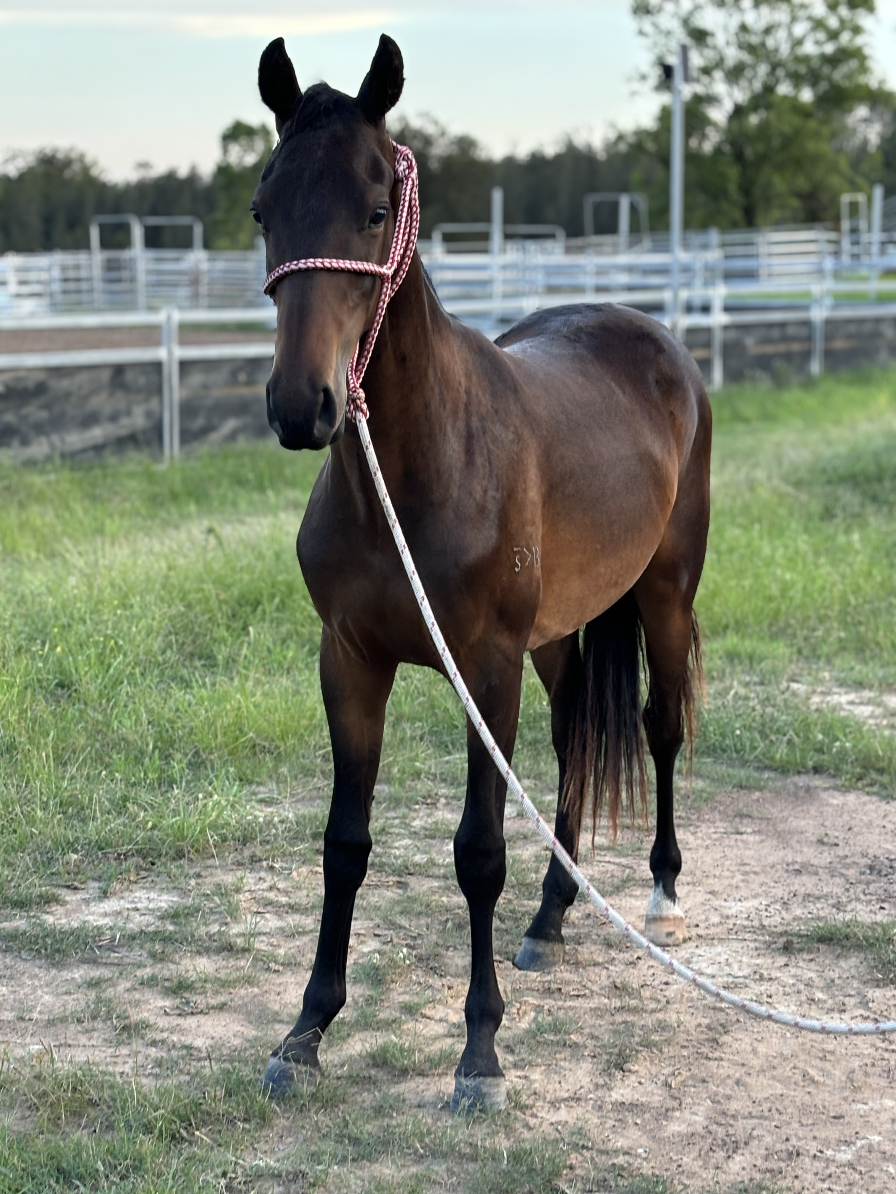 Nutrien Live - Catalogue Lot