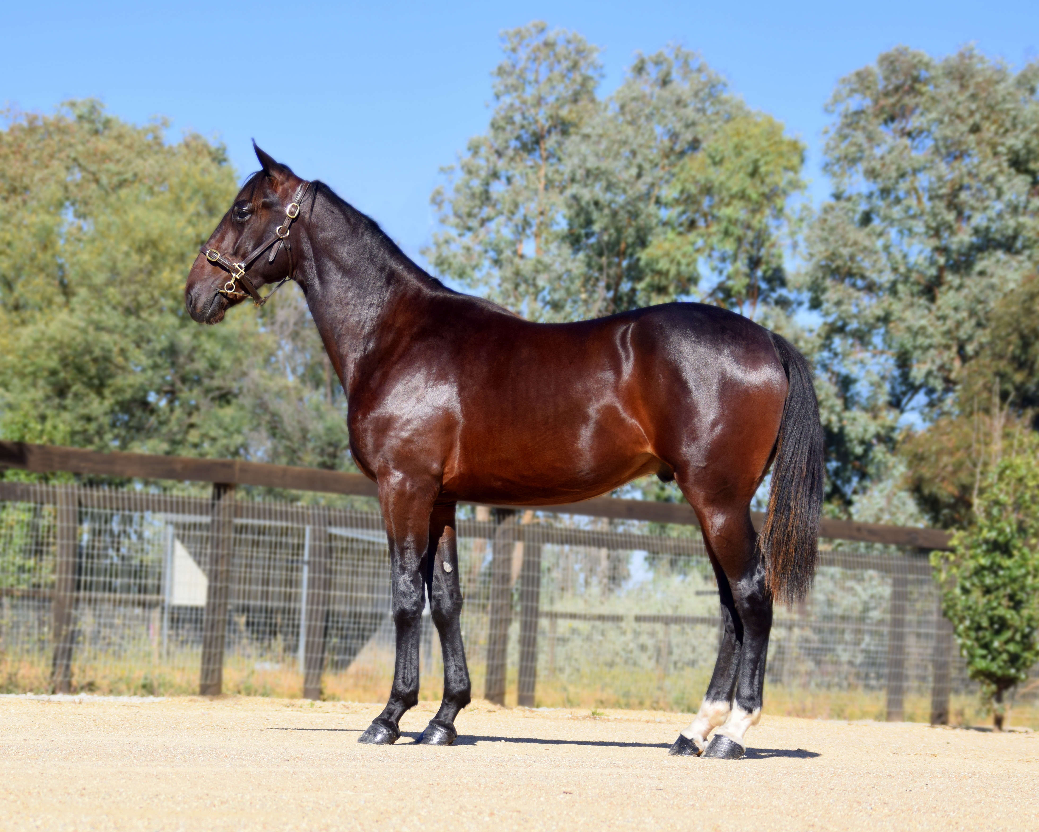 Llowalong and Lauriston yearlings for Nutrien April sale - Harnesslink