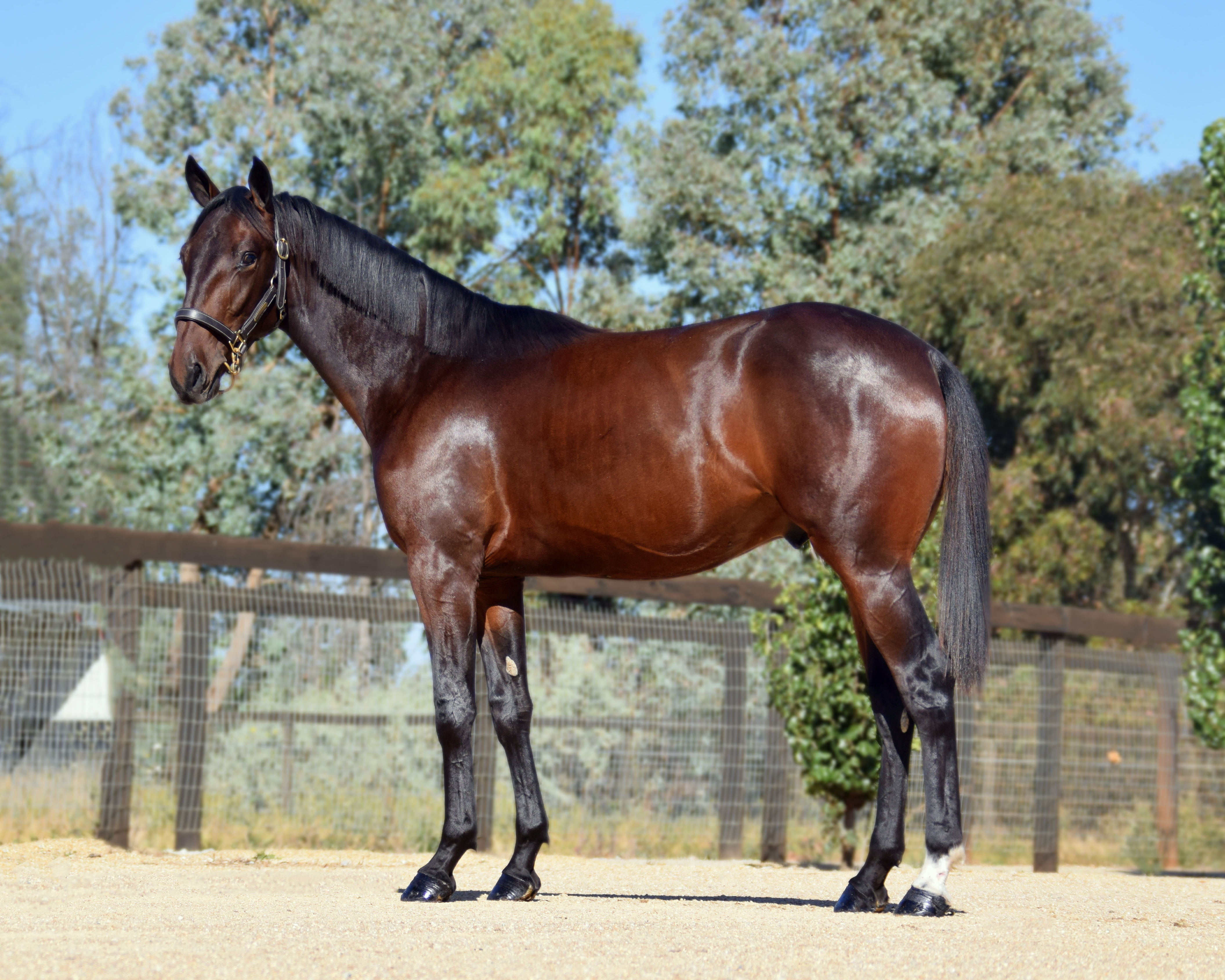 Vicbred Pure an important consideration at Nutrien Sale - Harnesslink