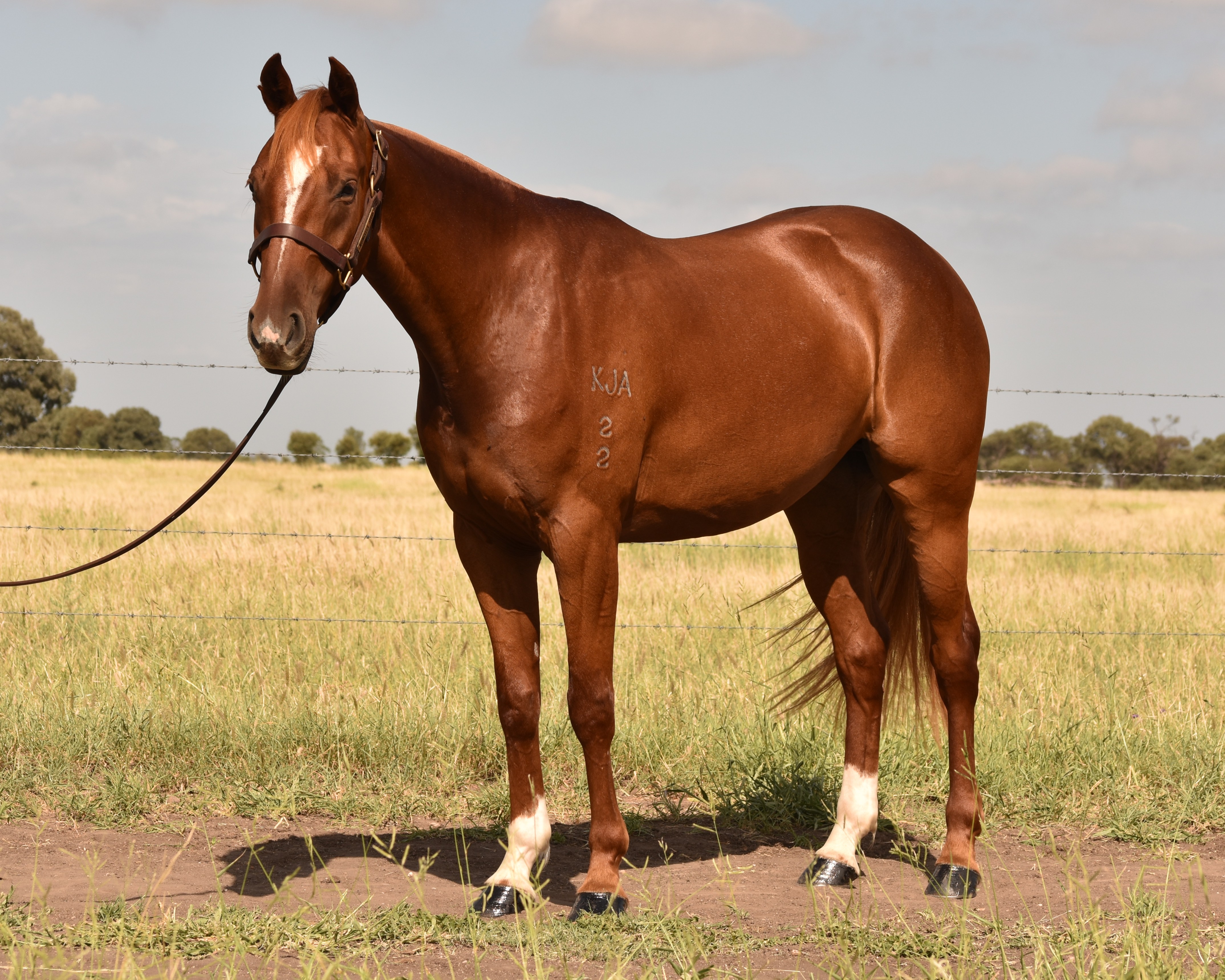 Nutrien Live - Catalogue Lot