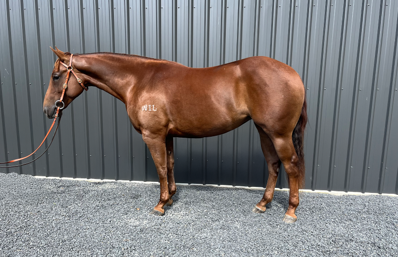 Nutrien Live - Catalogue Lot