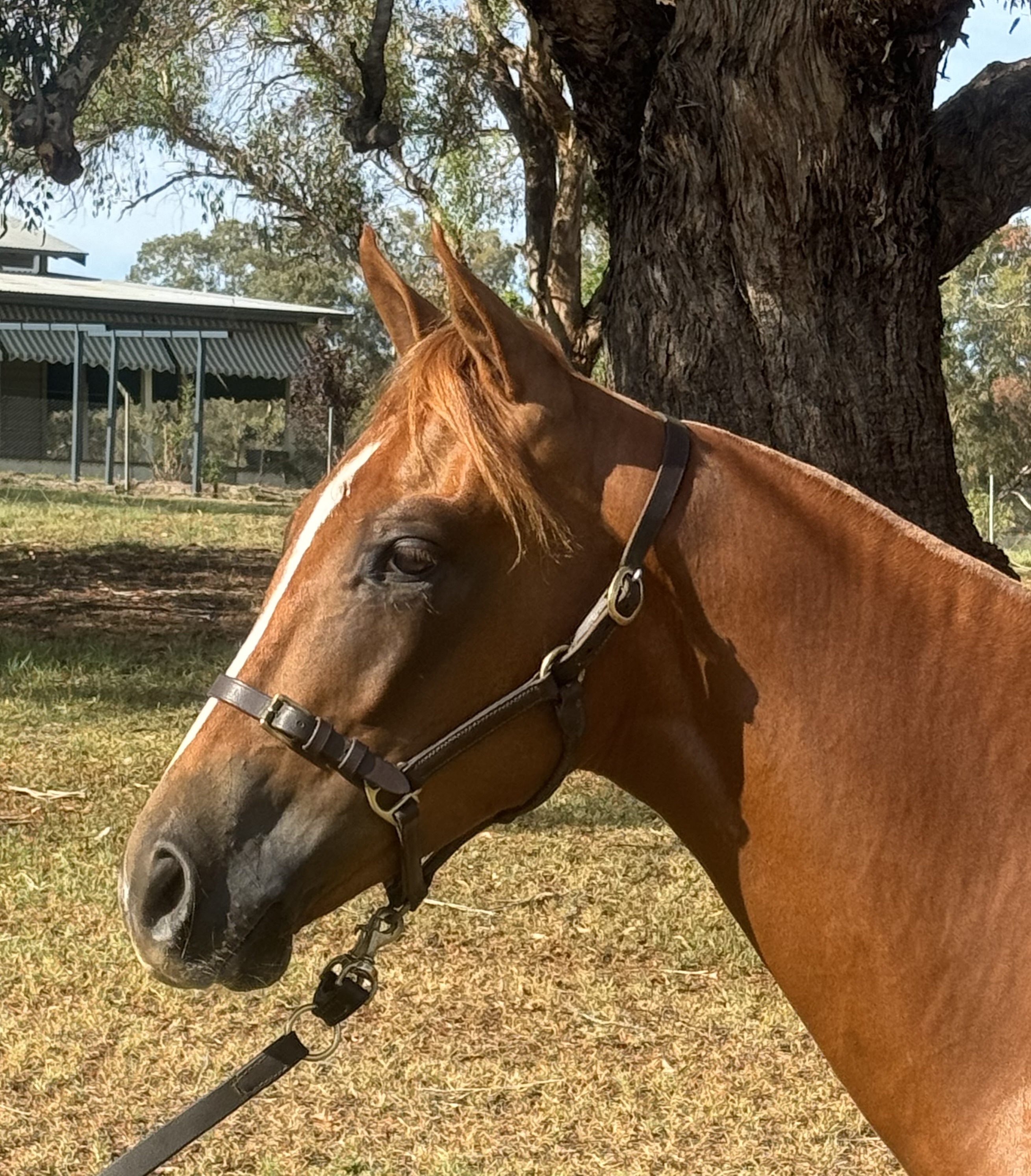 Nutrien Live - Catalogue Lot