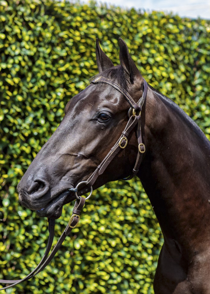 Nutrien Live - Catalogue Lot