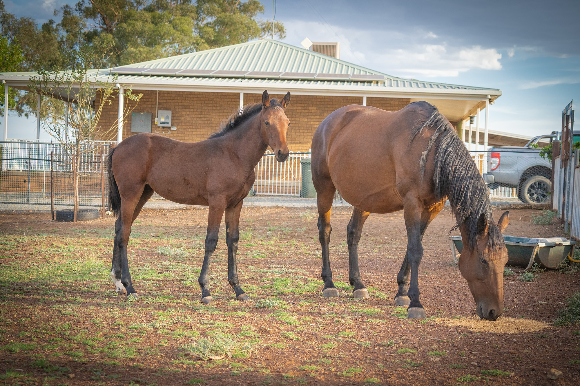 Nutrien Live - Catalogue Lot