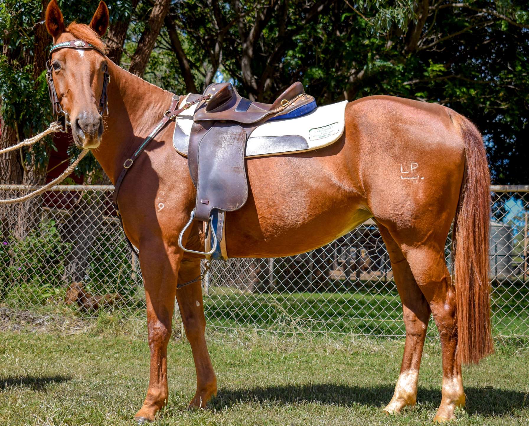 Nutrien Live - Catalogue Lot