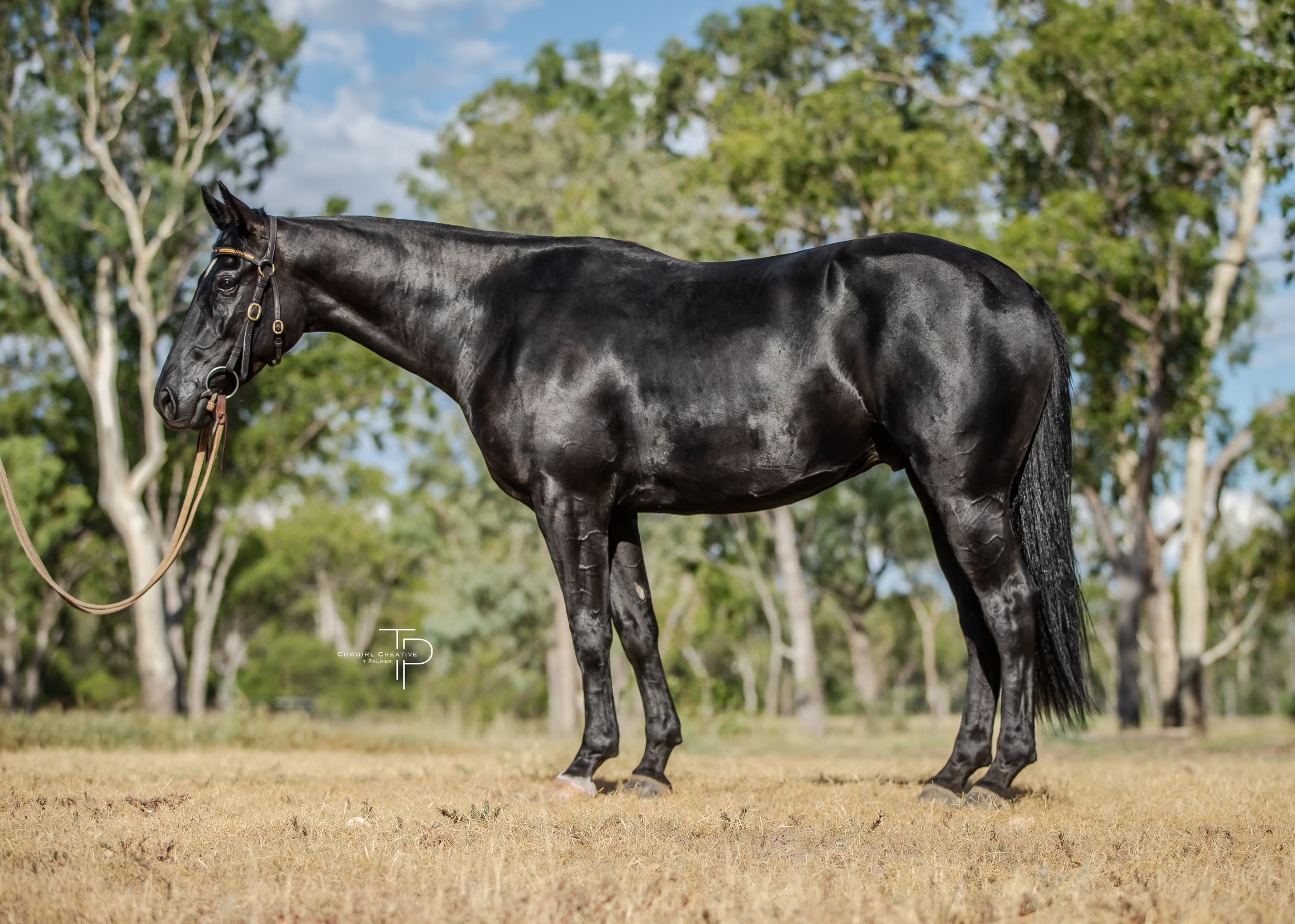 Nutrien Live - Catalogue Lot