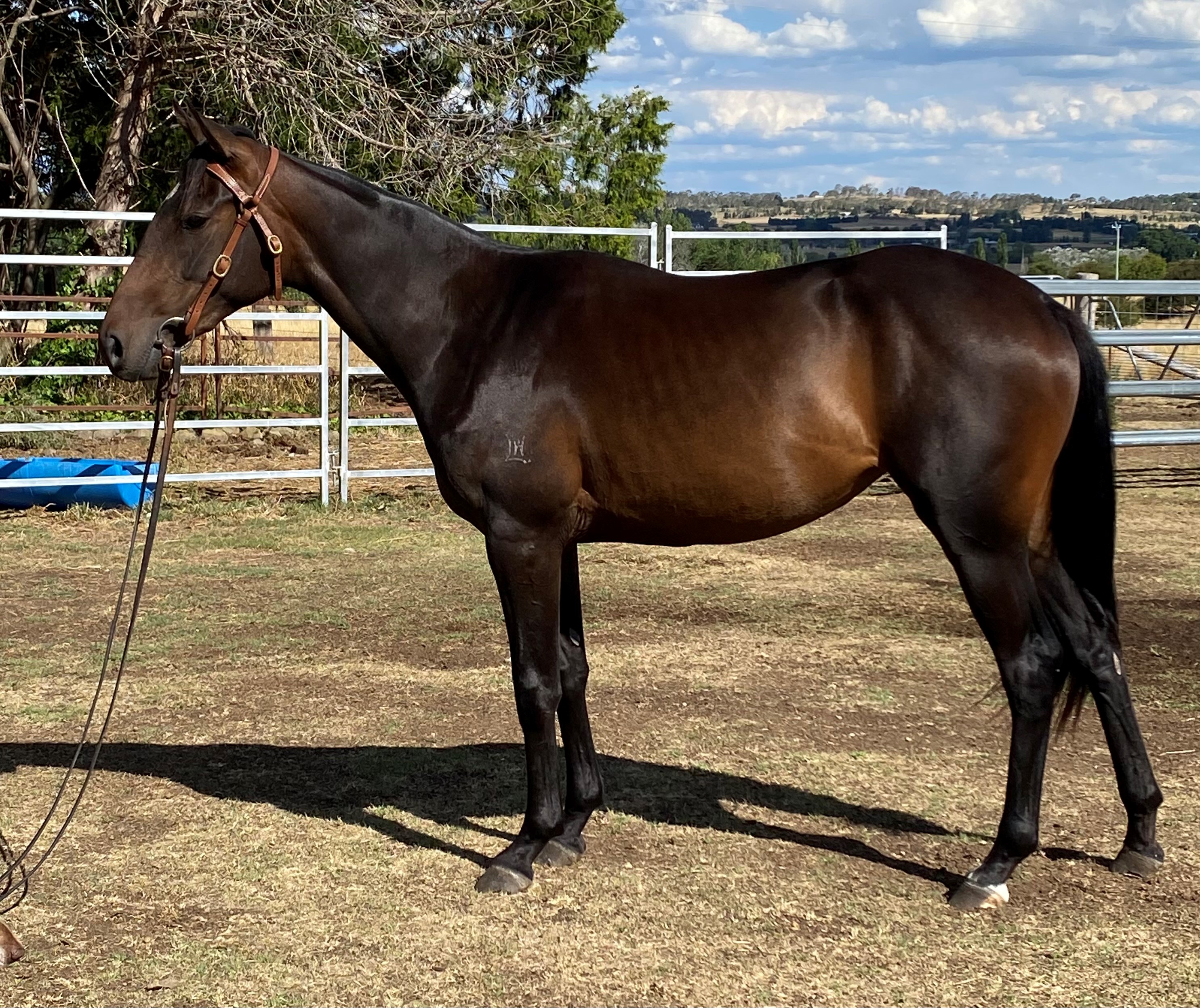 Nutrien Live - Catalogue Lot