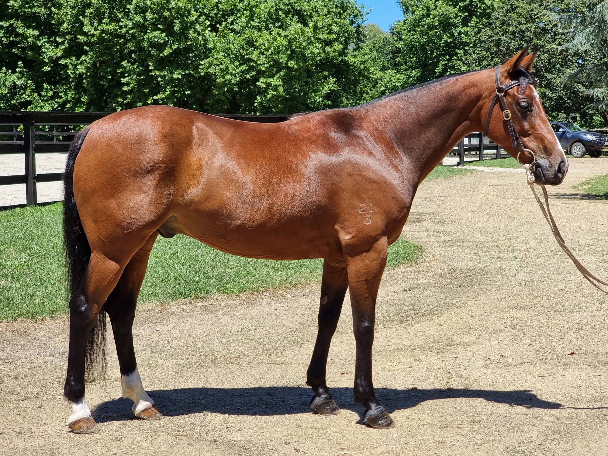 Nutrien Live - Catalogue Lot