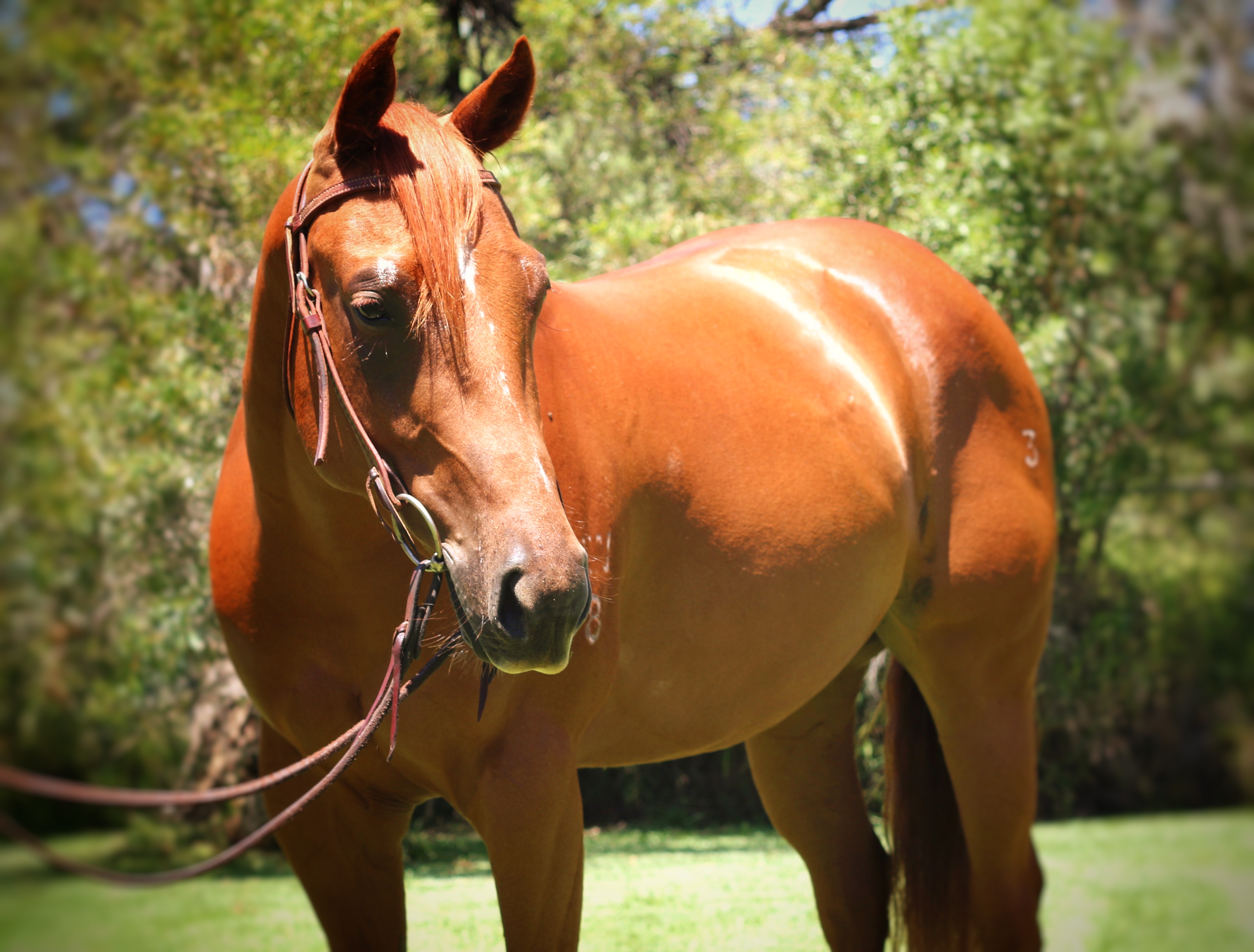 Nutrien Live - Catalogue Lot