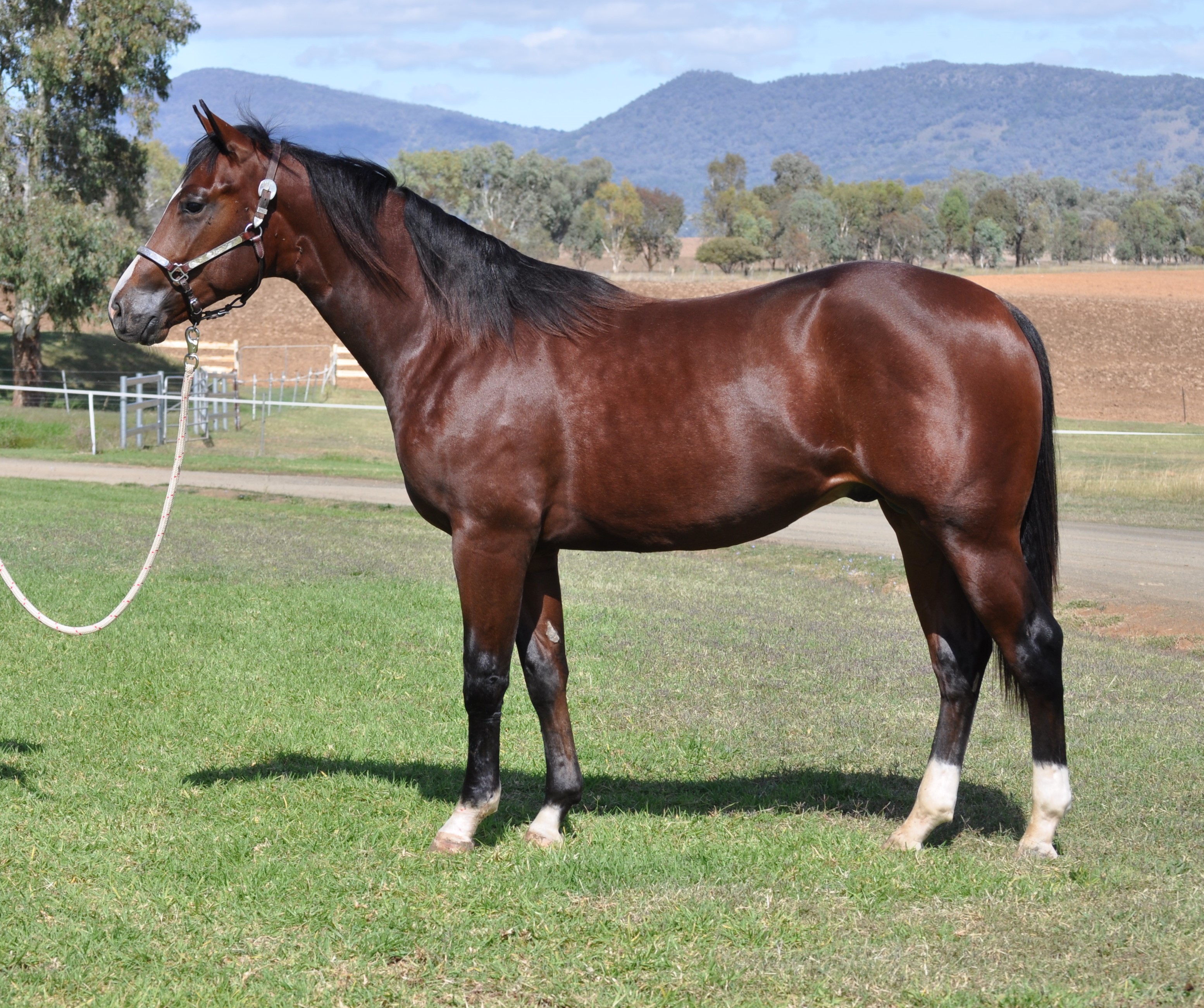 Nutrien Live - Catalogue Lot