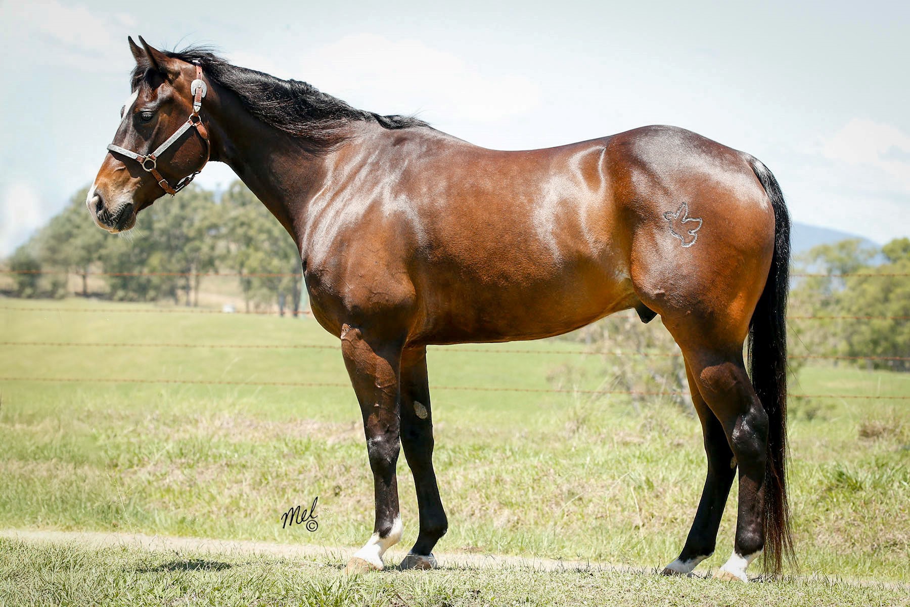 Nutrien Live - Catalogue Lot