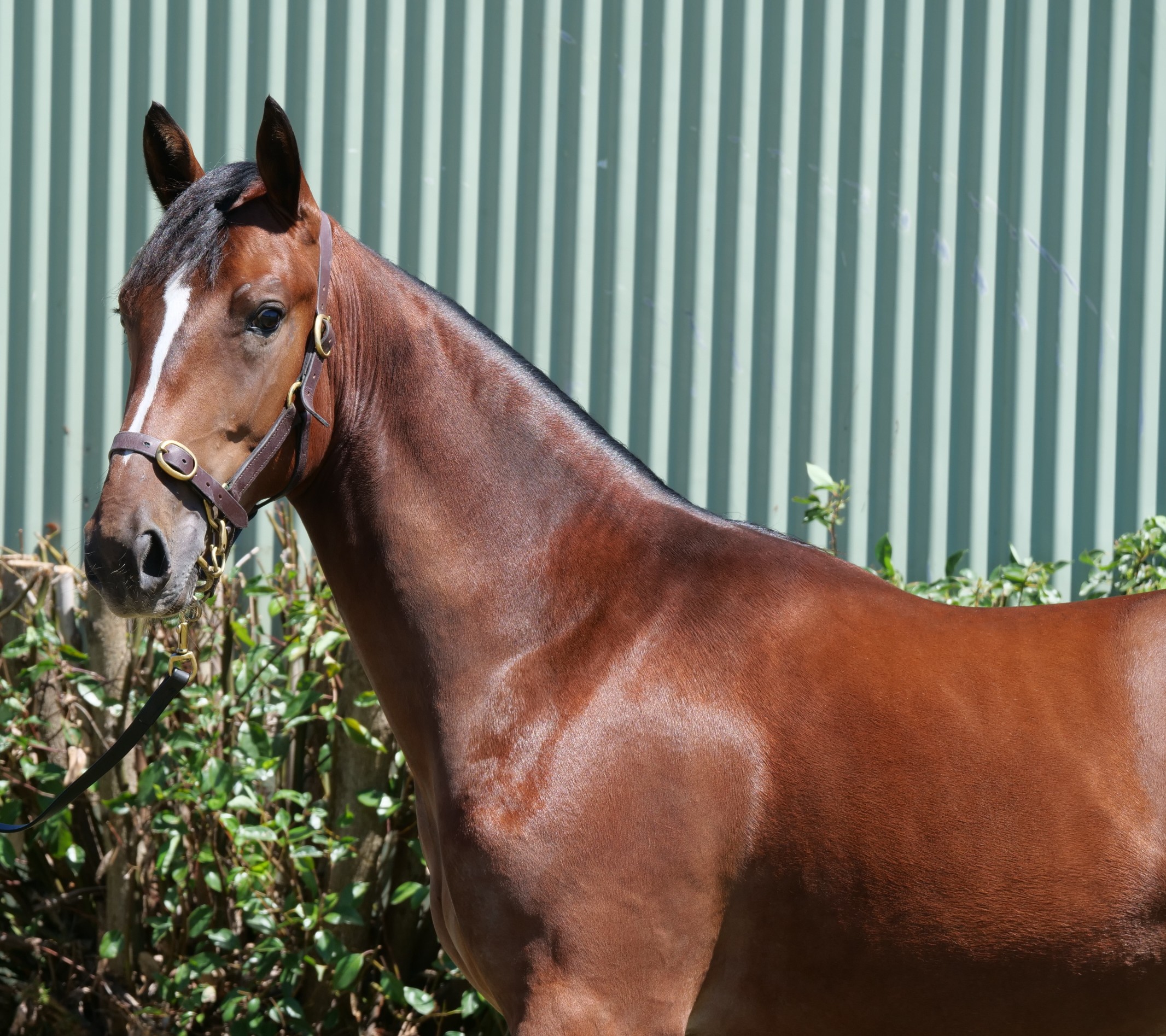 Nutrien Live - Catalogue Lot