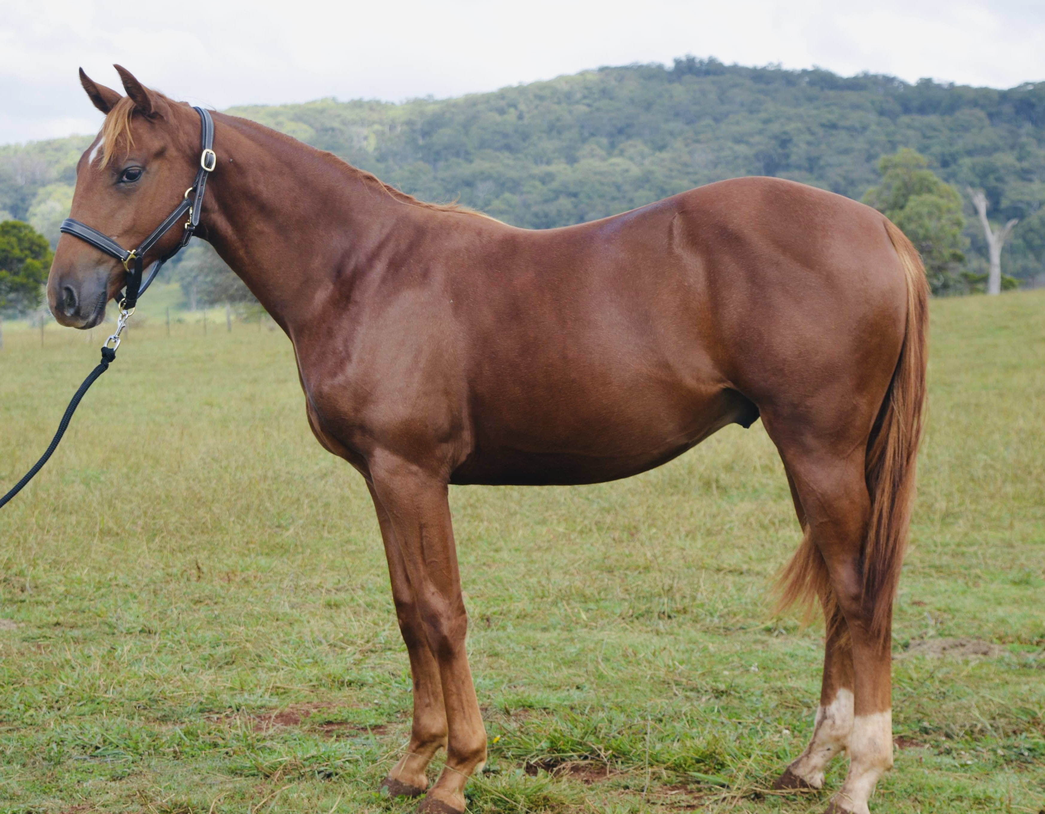 Nutrien Live - Catalogue Lot