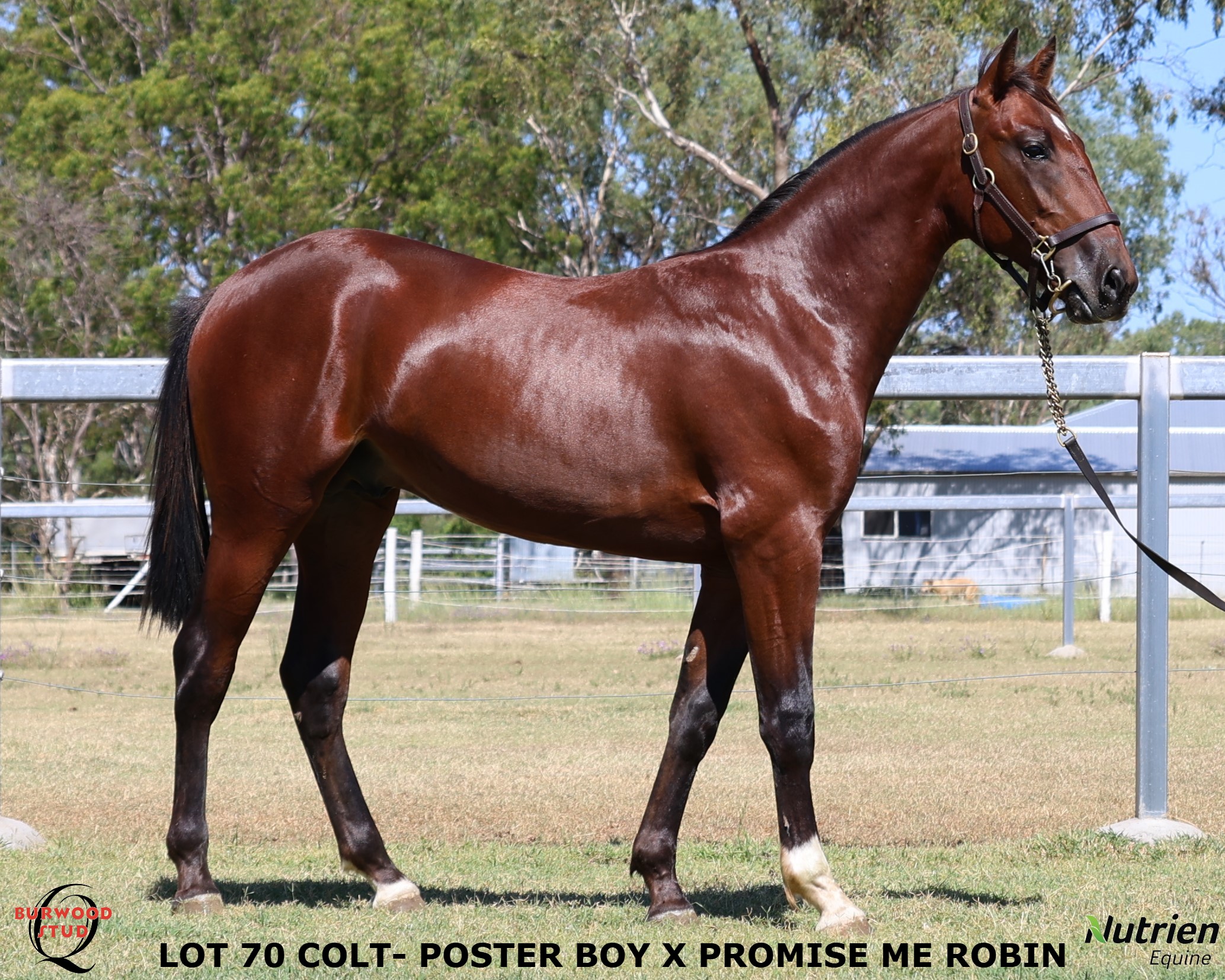 Nutrien Live - Catalogue Lot