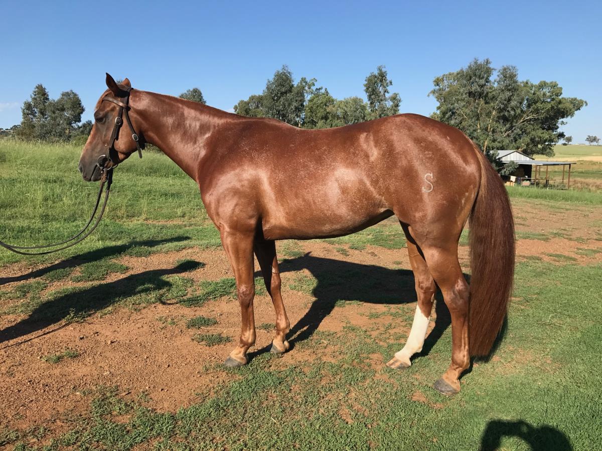 Nutrien Live - Catalogue Lot