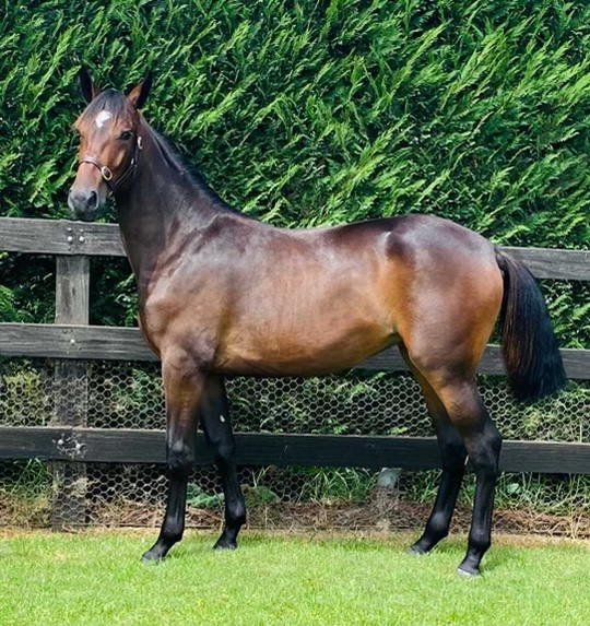 Nutrien Live - Catalogue Lot