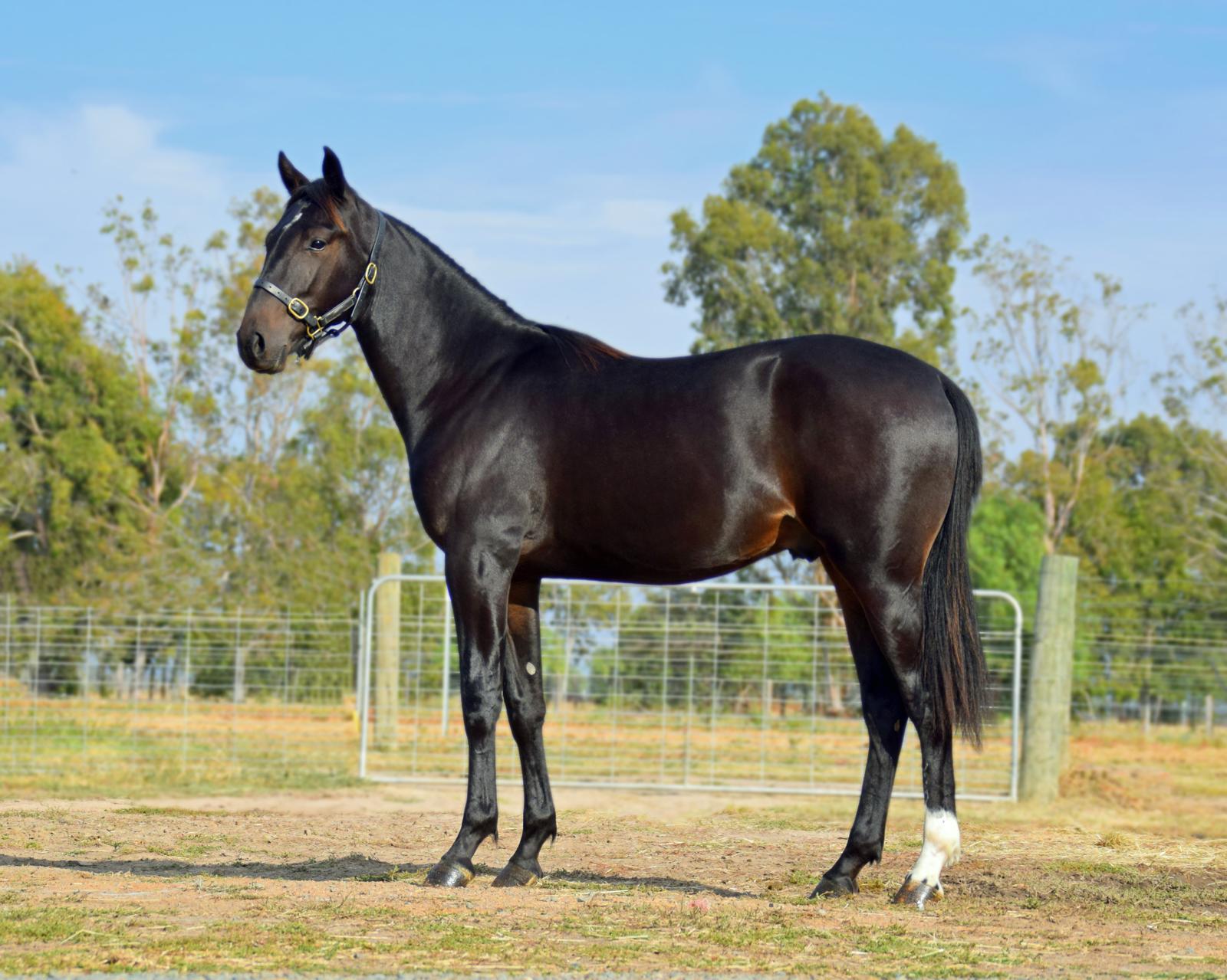 Nutrien Live - Catalogue Lot