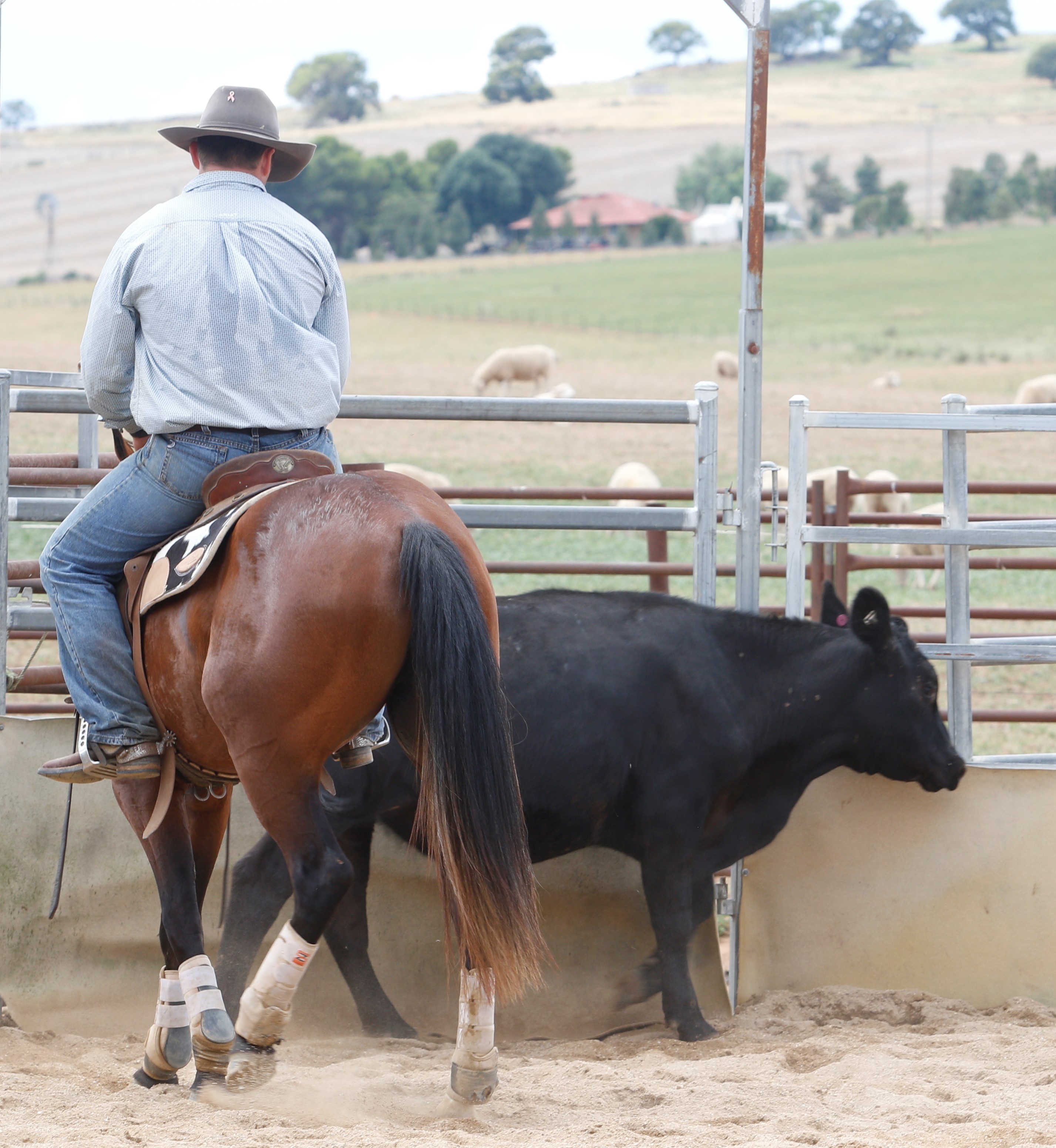 Nutrien Live - Catalogue Lot