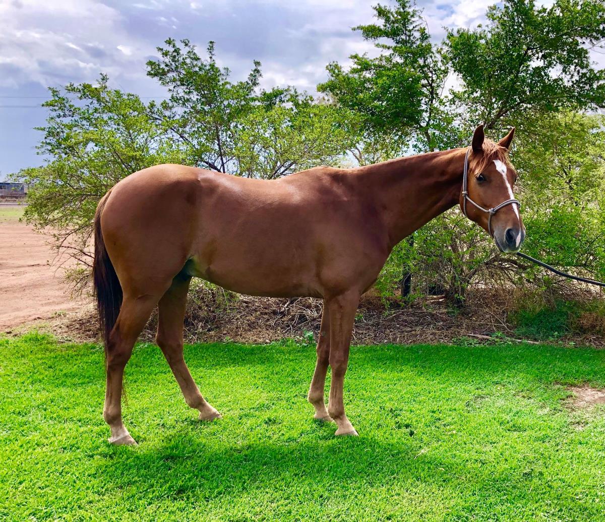 Nutrien Live - Catalogue Lot