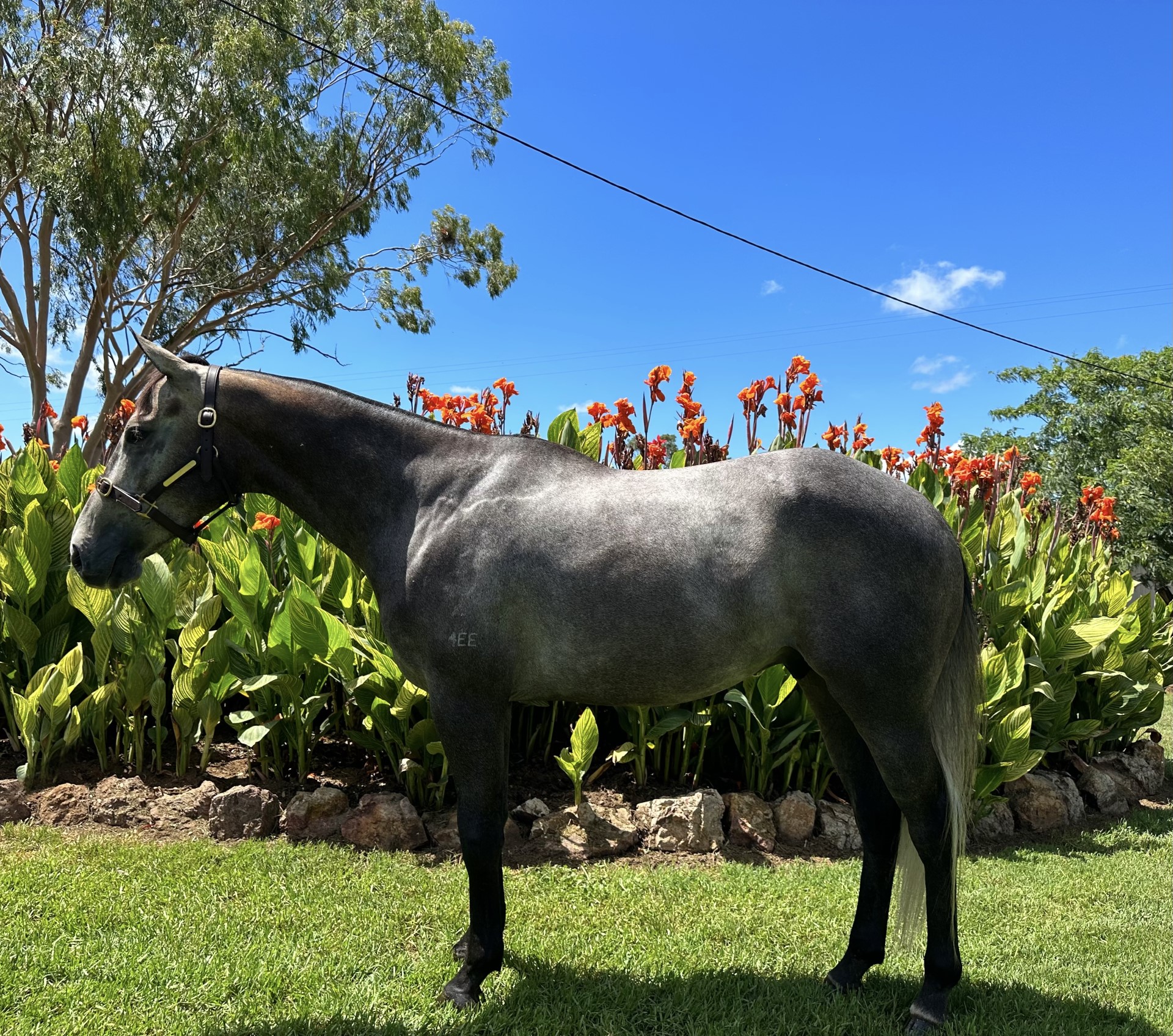 Nutrien Live - Catalogue Lot