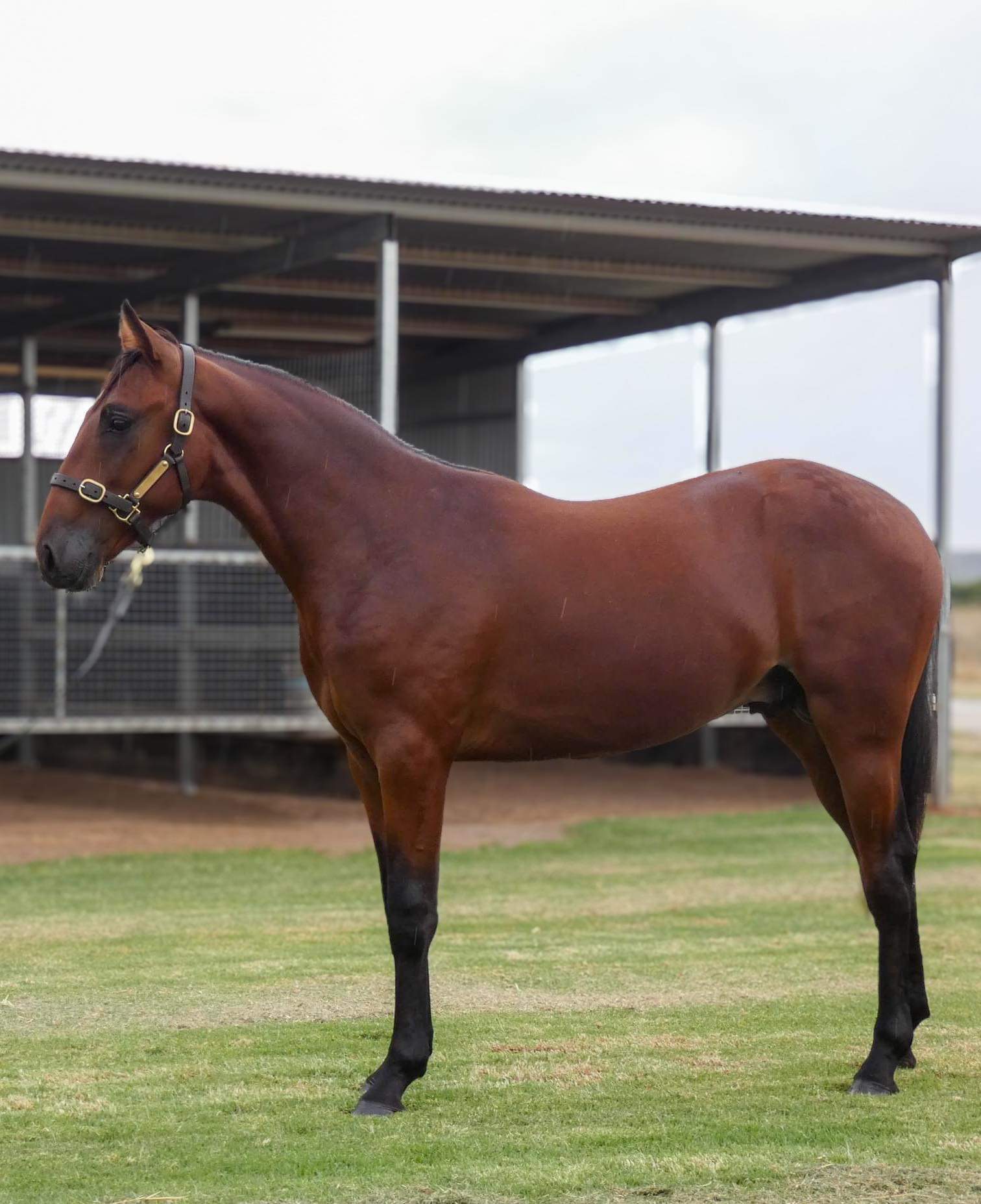 Nutrien Live - Catalogue Lot